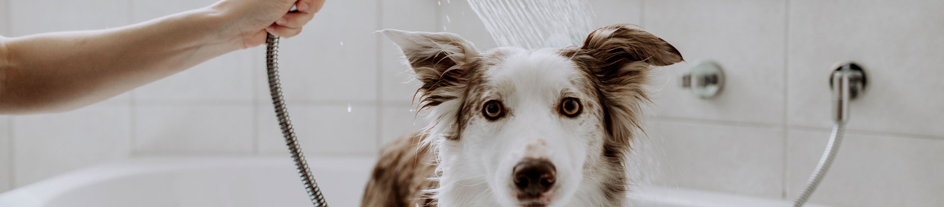 Hansgrohe - 3D-gedruckte Hundedusche | EOS GmbH
